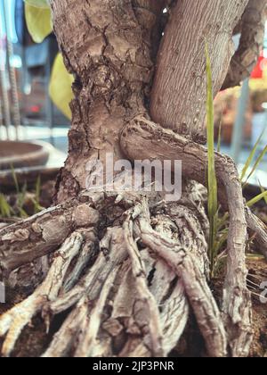 Closeup shot of branches of the tree tangled Stock Photo - Alamy