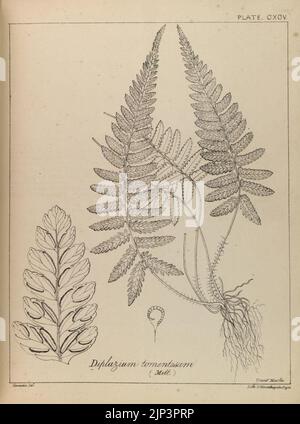 The ferns of British India (PLATE CXCV), India, Missouri Botanical ...