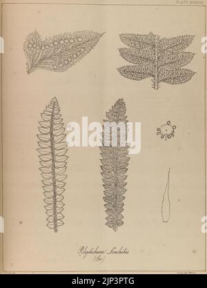 The ferns of British India (PLATE CXXVIII), India, Missouri Botanical ...