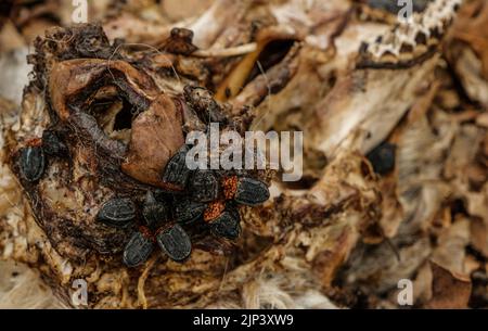 a carrion beetle feed on the bodies of dead and decaying animal Stock ...