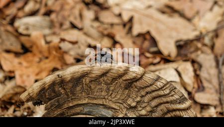 a carrion beetle feed on the bodies of dead and decaying animal Stock ...