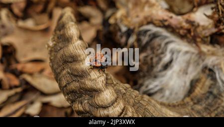a carrion beetle feed on the bodies of dead and decaying animal Stock ...