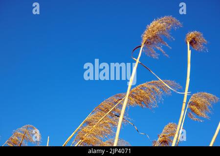 dried rush in the wind with blue sky Stock Photo - Alamy