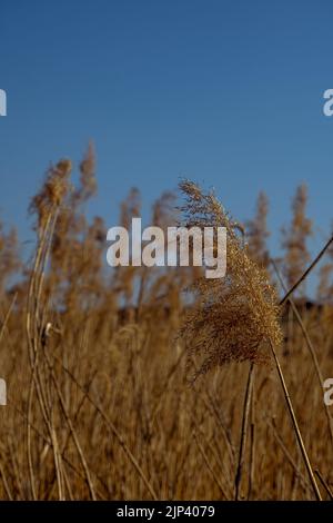 dried rush in the wind with blue sky Stock Photo - Alamy