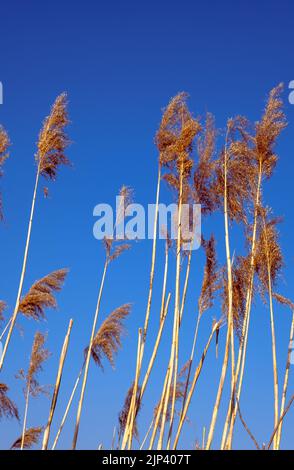 dried rush in the wind with blue sky Stock Photo - Alamy