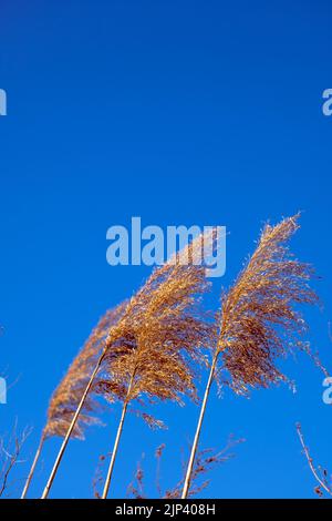 dried rush in the wind with blue sky Stock Photo - Alamy