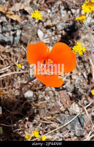 White flowering cyme inflorescence of Calochortus Catalinae, Liliaceae ...