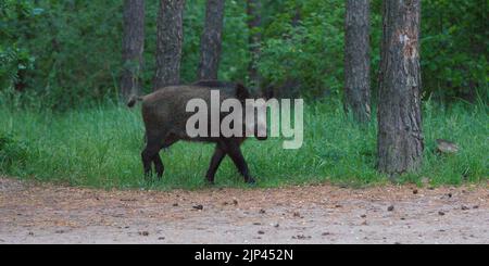 A wild bore walking and searching for food Stock Photo - Alamy