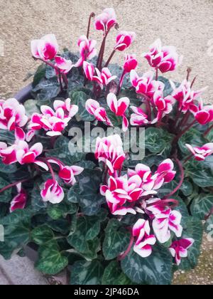 Potted flowers: blooming pink cyclamen and tropical plant dracaena ...