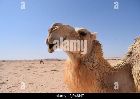 A camel at the Wadi Dahek Nature Reserve located in the North-Eastern ...