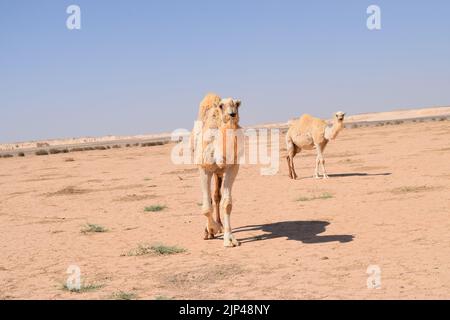 The Wadi Dahek Nature Reserve located in the North-Eastern Badia within ...