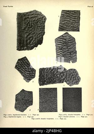 The fossil turtles of North America Stock Photo - Alamy