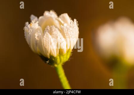 White clover flower covered with dew in the morning light Stock Photo ...