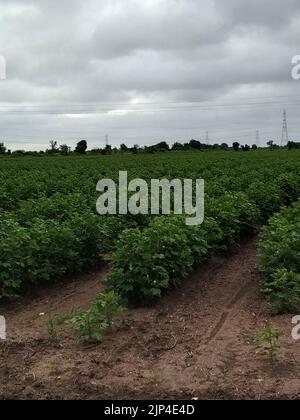 Cotton crop Indian forming in the field Stock Photo - Alamy