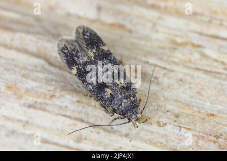 A tiny moth from the family Gelechiidae commonly referred to as twirler ...