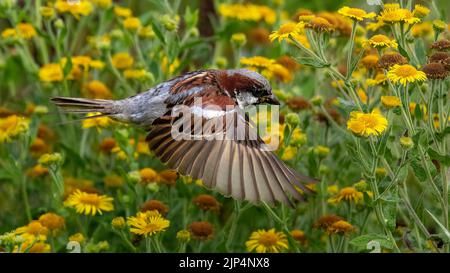 Flying Tree Sparrow Stock Photo - Alamy