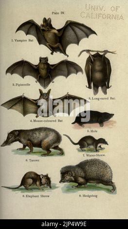 The handy natural history (Coloured Plate XIX) (5984802599 Stock Photo ...