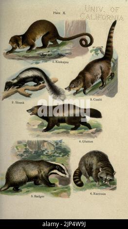 The handy natural history (Coloured Plate XXXI) (5985368596 Stock Photo ...