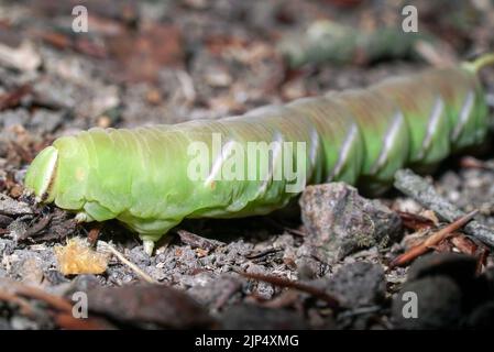 Sphinx Ligustri Caterpillar under the Ash Tree on the Forest Floor 4 of ...