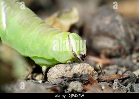 Sphinx Ligustri Caterpillar under the Ash Tree on the Forest Floor 5 of ...