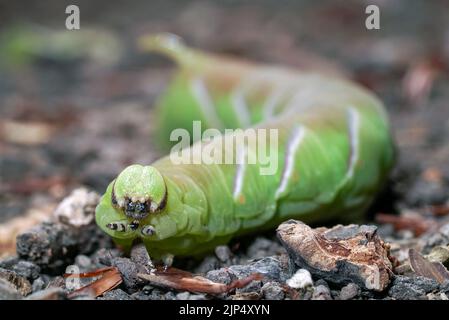 Sphinx Ligustri Caterpillar under the Ash Tree on the Forest Floor 7 of ...