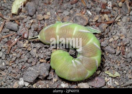 Sphinx Ligustri Caterpillar under the Ash Tree on the Forest Floor 1 of ...