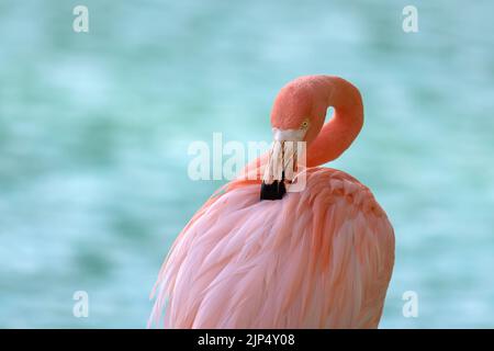 A pink flamingo taking care of its feathers against a background of ...