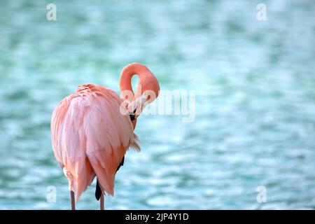 A pink flamingo taking care of its feathers against a background of ...