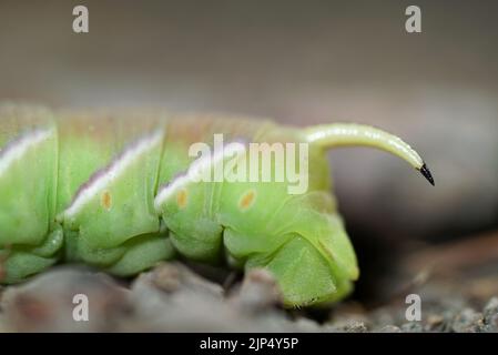 Sphinx Ligustri Caterpillar under the Ash Tree on the Forest Floor 4 of ...