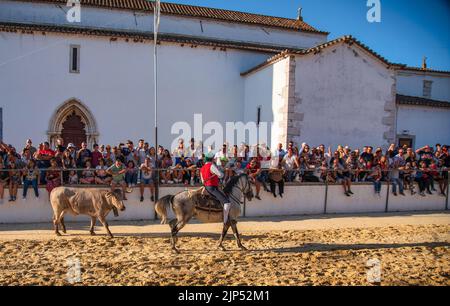 Barrete Verde Bull festival in Alcochete Portugal Stock Photo - Alamy