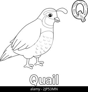 Quail Animal Tracing Letter ABC Coloring Page Q Stock Vector Image ...
