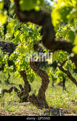 Vineyards in the spring in the Subirats wine region in the province of ...
