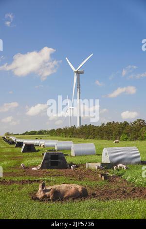 Eco pig farm in the field in Denmark Stock Photo - Alamy