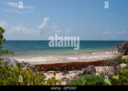 Excessive amounts of sargassum seaweed line the coast underneath Tulum ...