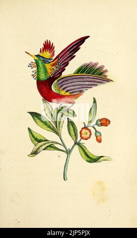 The language of birds (Pl. 9 Stock Photo - Alamy