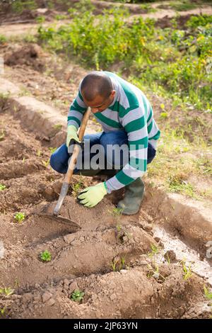 Gardener weeding with hoe in vegetable garden Stock Photo - Alamy