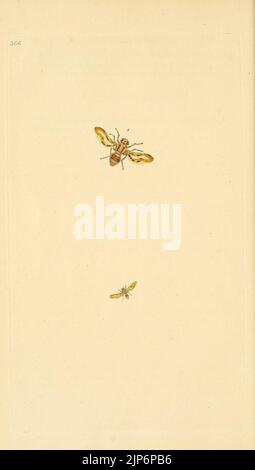 The natural history of British insects (Plate 374 Stock Photo - Alamy