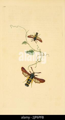 Plate 384 of 'The Natural History of British Insects' provides detailed ...