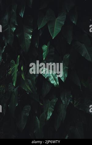 Dark green tropical leaf texture with water drops close up in Punta ...