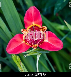 'Mix' Tiger iris, Påfågelslilja (Tigridia pavonia Stock Photo - Alamy