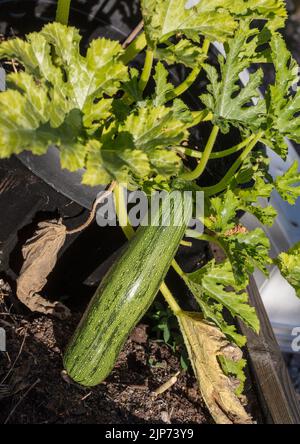 'Diamant F1' Summer Squash, Sommarsquash (Cucurbita pepo Stock Photo ...