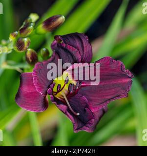 'Little Grapette' Daylily, Daglilja (Hemerocallis Stock Photo - Alamy