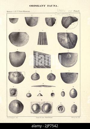 The Oriskany fauna of Becraft Mountain, Columbia County, N.Y (Page 119 ...