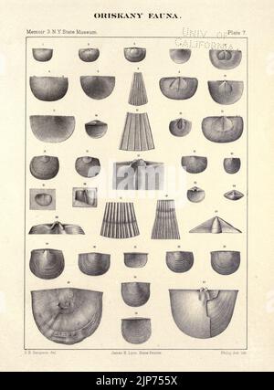 The Oriskany fauna of Becraft Mountain, Columbia County, N.Y (Page 107 ...