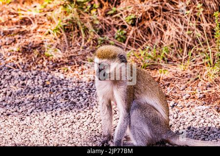 Nairobi National Park Monkey is a common name that may refer to most ...