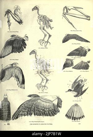 The pictorial museum of animated nature (Page 248) (7740094662 Stock ...