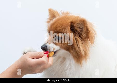 A woman giving a spitz u-shaped snack isolated on a white background ...