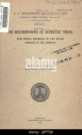 The roundworms of domestic swine Stock Photo - Alamy