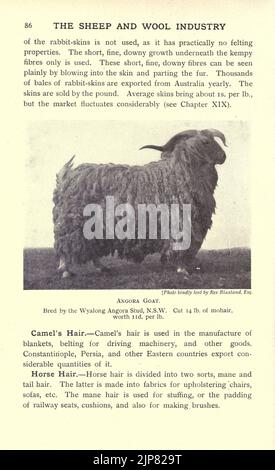 The sheep and wool industry of Australasia (Page 88) BHL20150198 Stock ...
