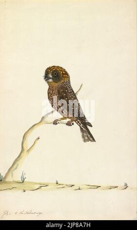 The Sydney Bird Painter - Boobook owl Stock Photo - Alamy